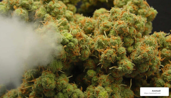 CO2 Concentrate Vapes: Elevate Your Indica Experience – DISTRIBUTION ...